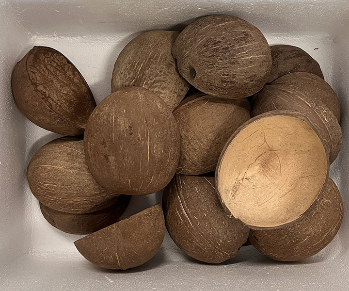 Coconut Half Shell Kava Bilo Unpainted 30-pack , Coconut Greetings by ...